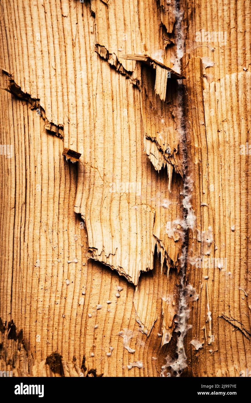 abstract background or texture detail of broken stump spruce Stock ...