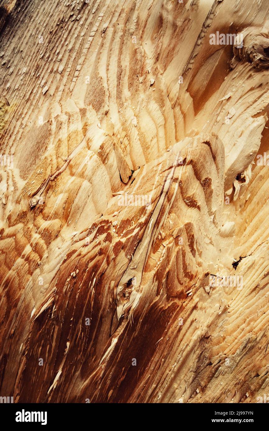 abstract background or texture detail of broken stump spruce Stock ...