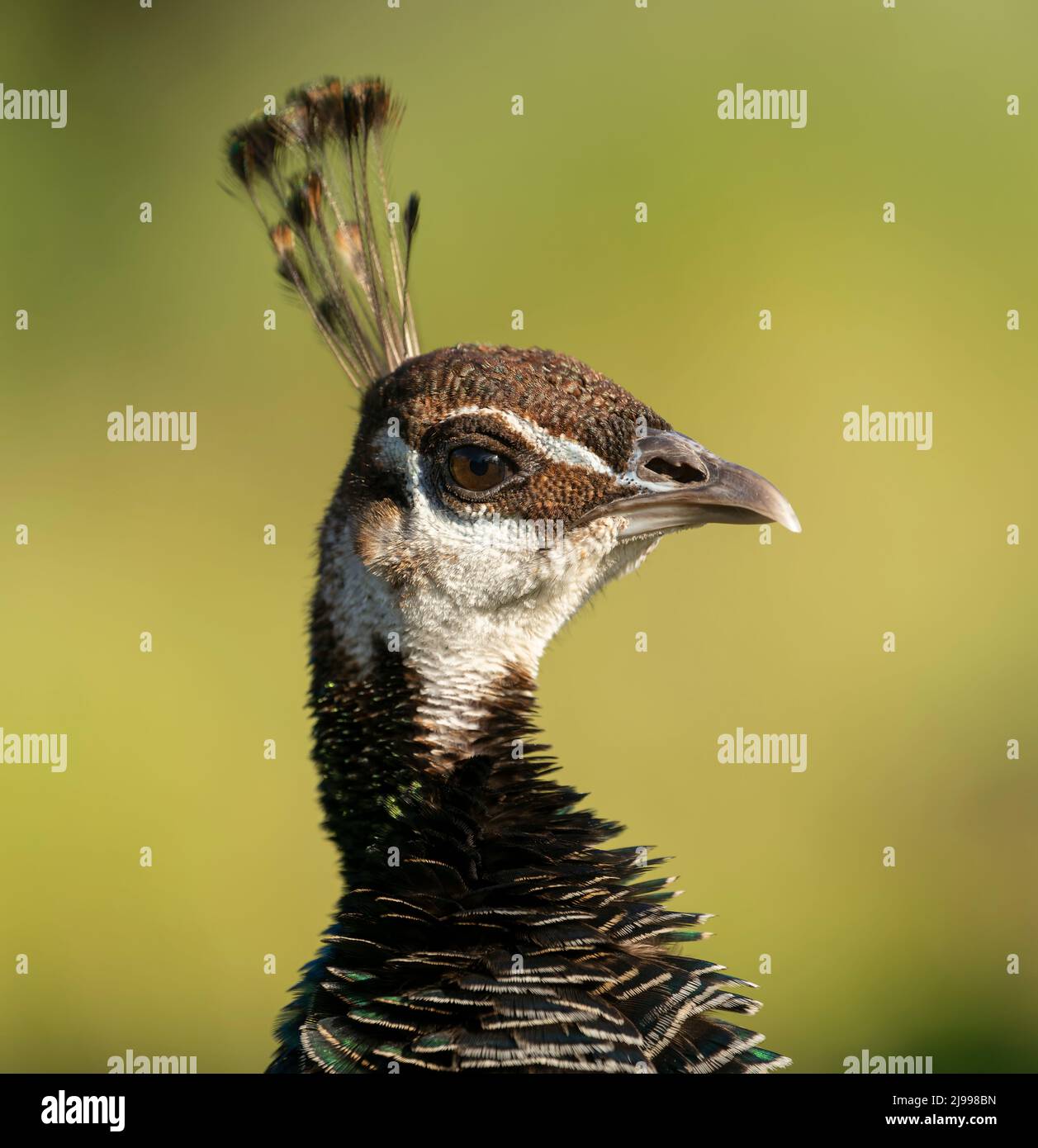 Peacock hill park victoria british hi-res stock photography and images ...