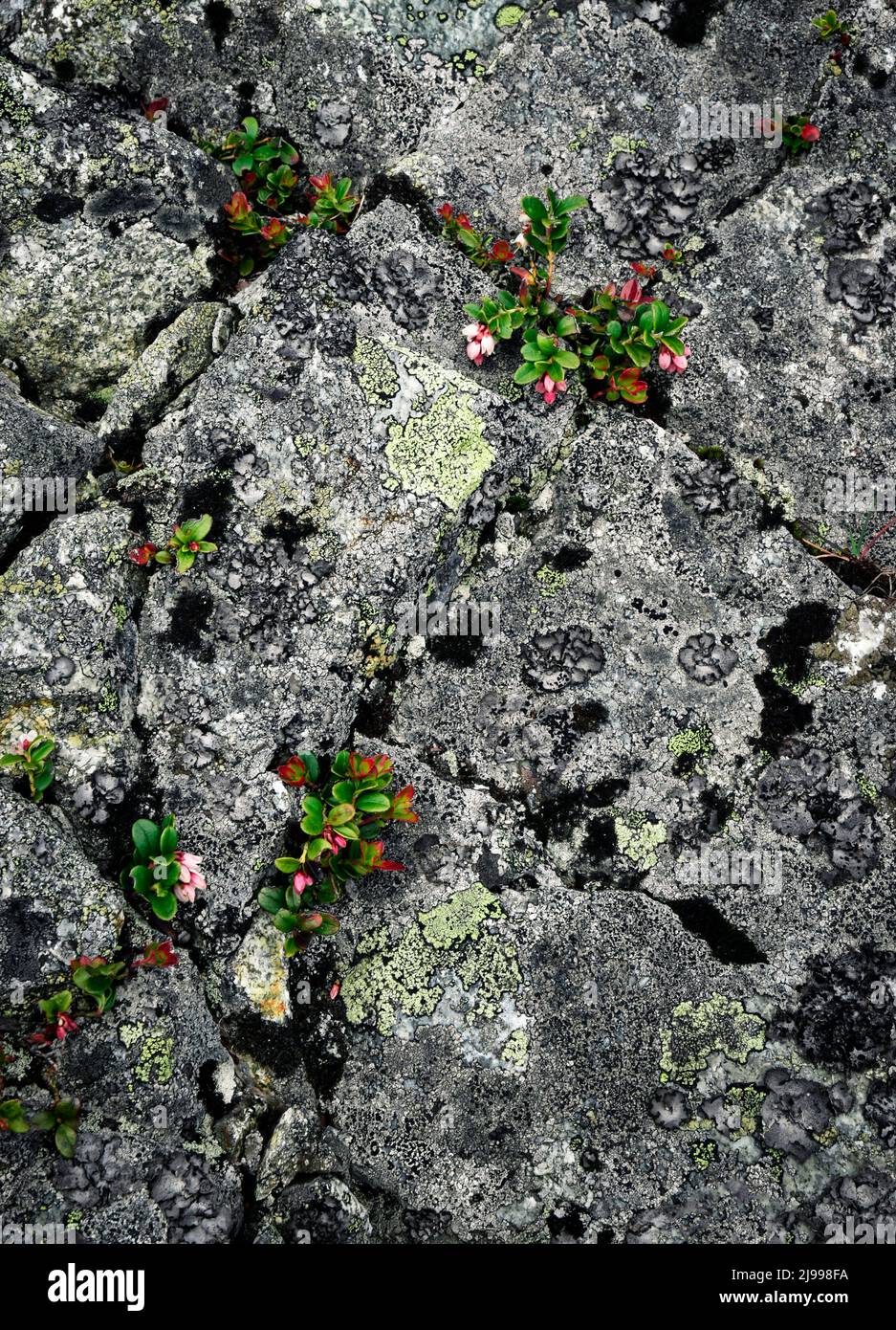 nature background Cranberry overgrown into granite rock Stock Photo - Alamy