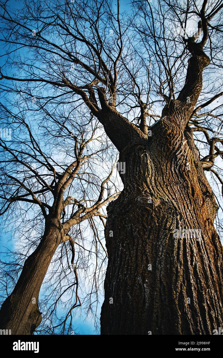 Without crown hi-res stock photography and images - Alamy