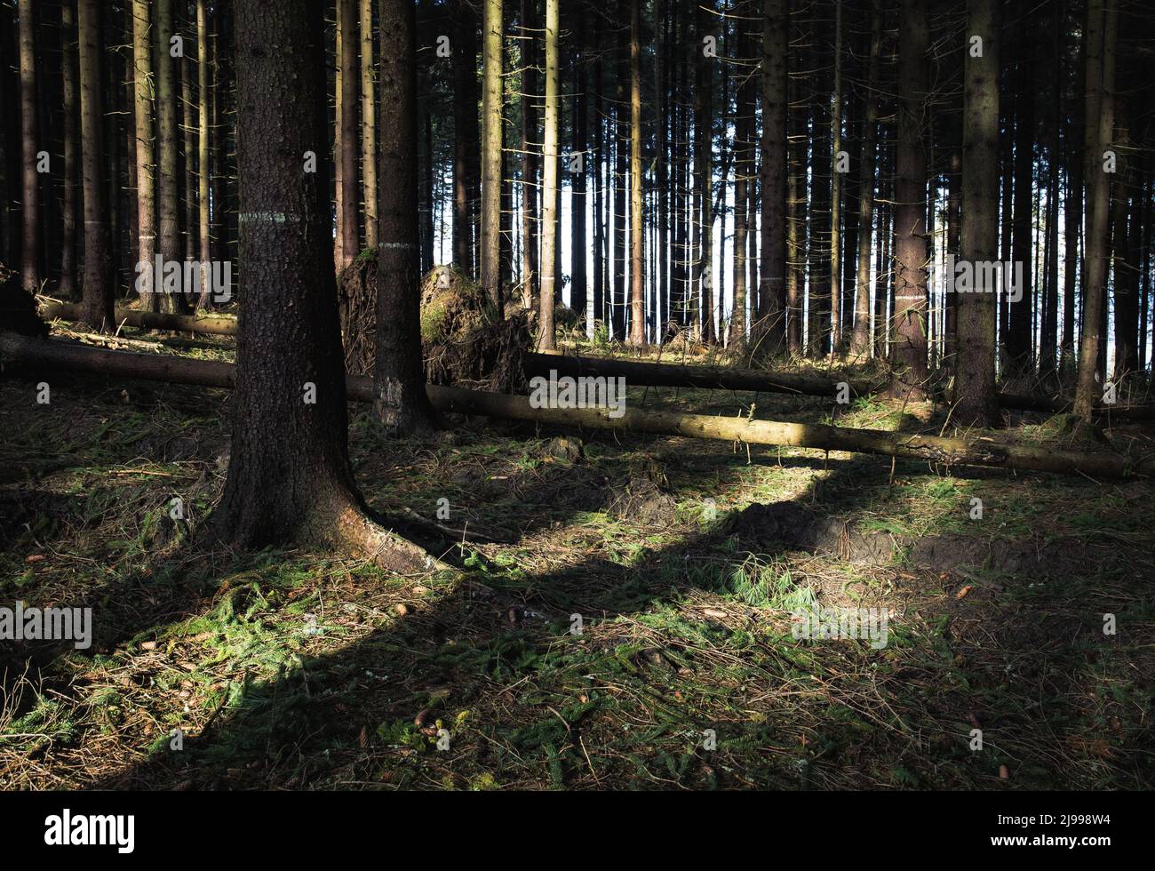 Broken by strong tree roots hi-res stock photography and images - Alamy