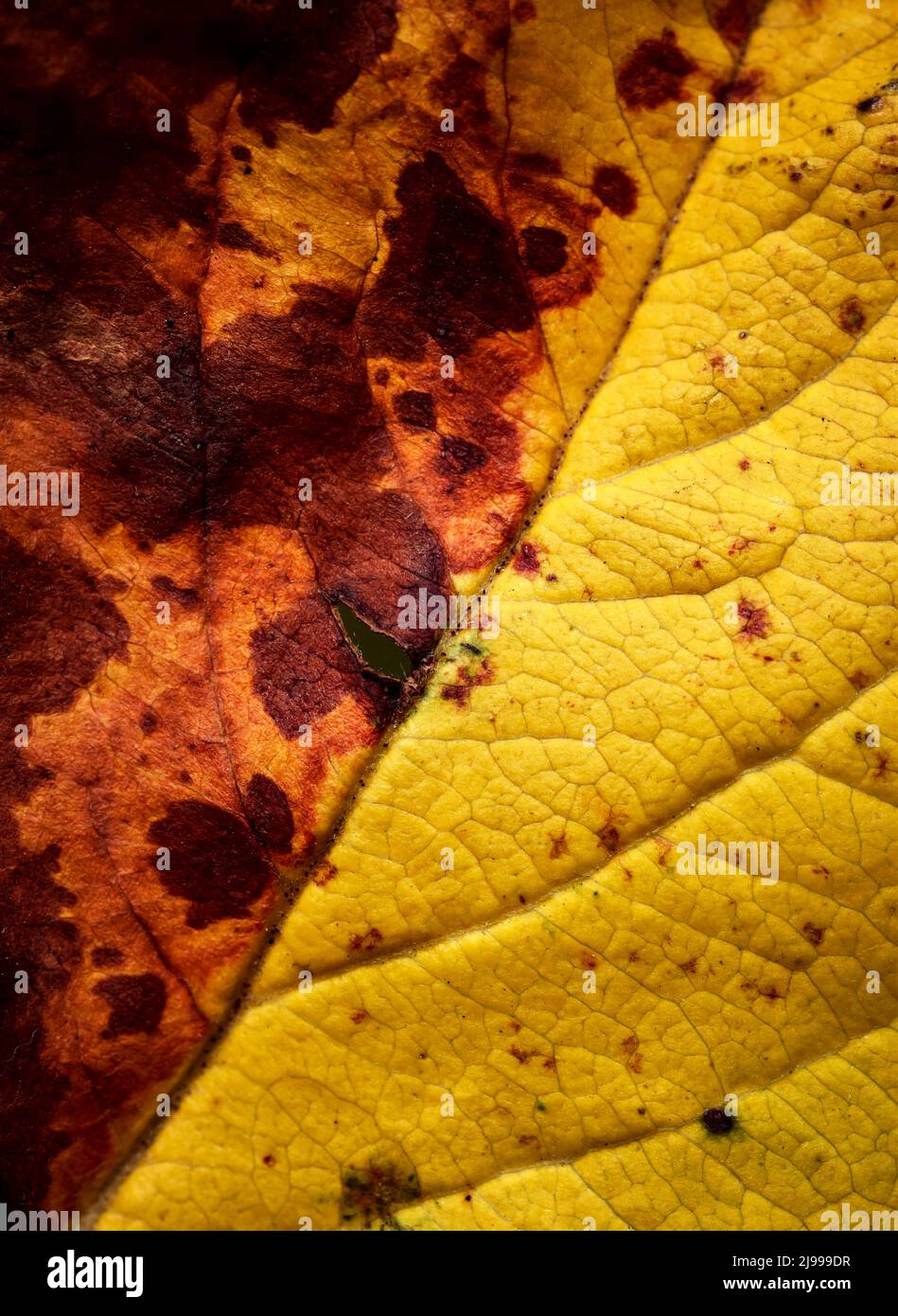 Dead tree leaf hi-res stock photography and images - Alamy