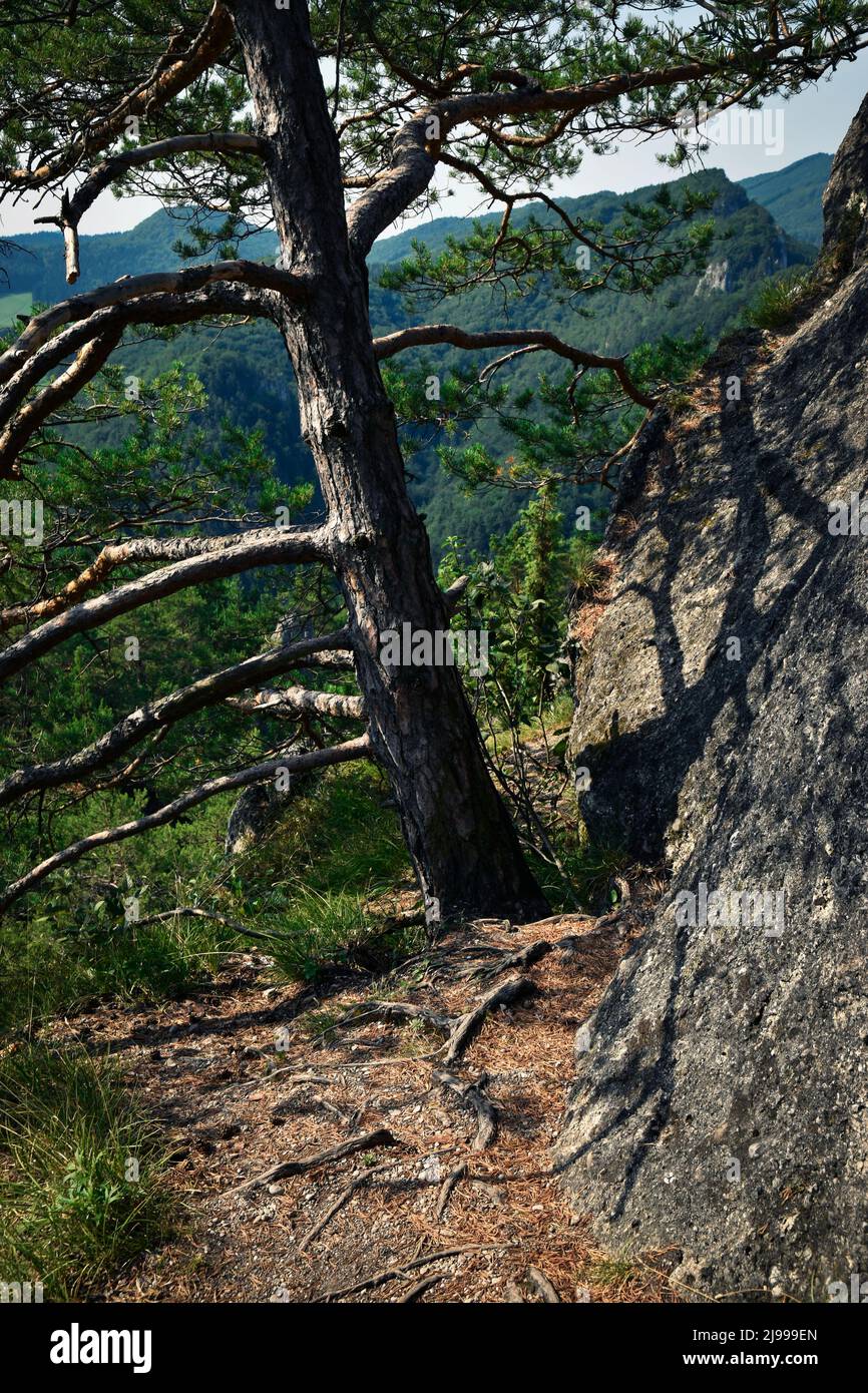 nature background Detail of a pine on the edge of a rock Stock Photo ...