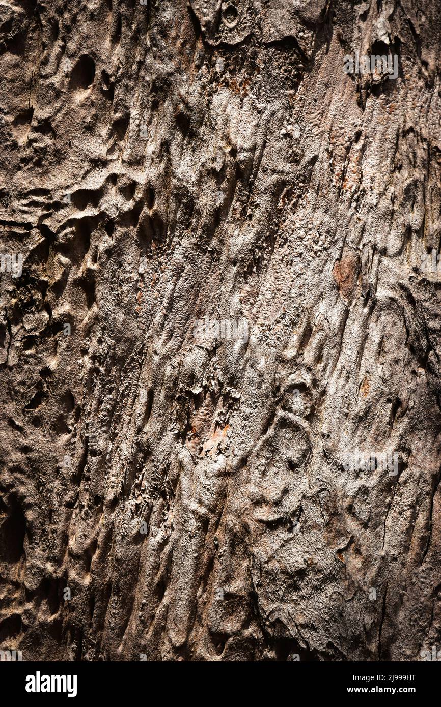 background or texture Detail of abstract tree bark Stock Photo - Alamy