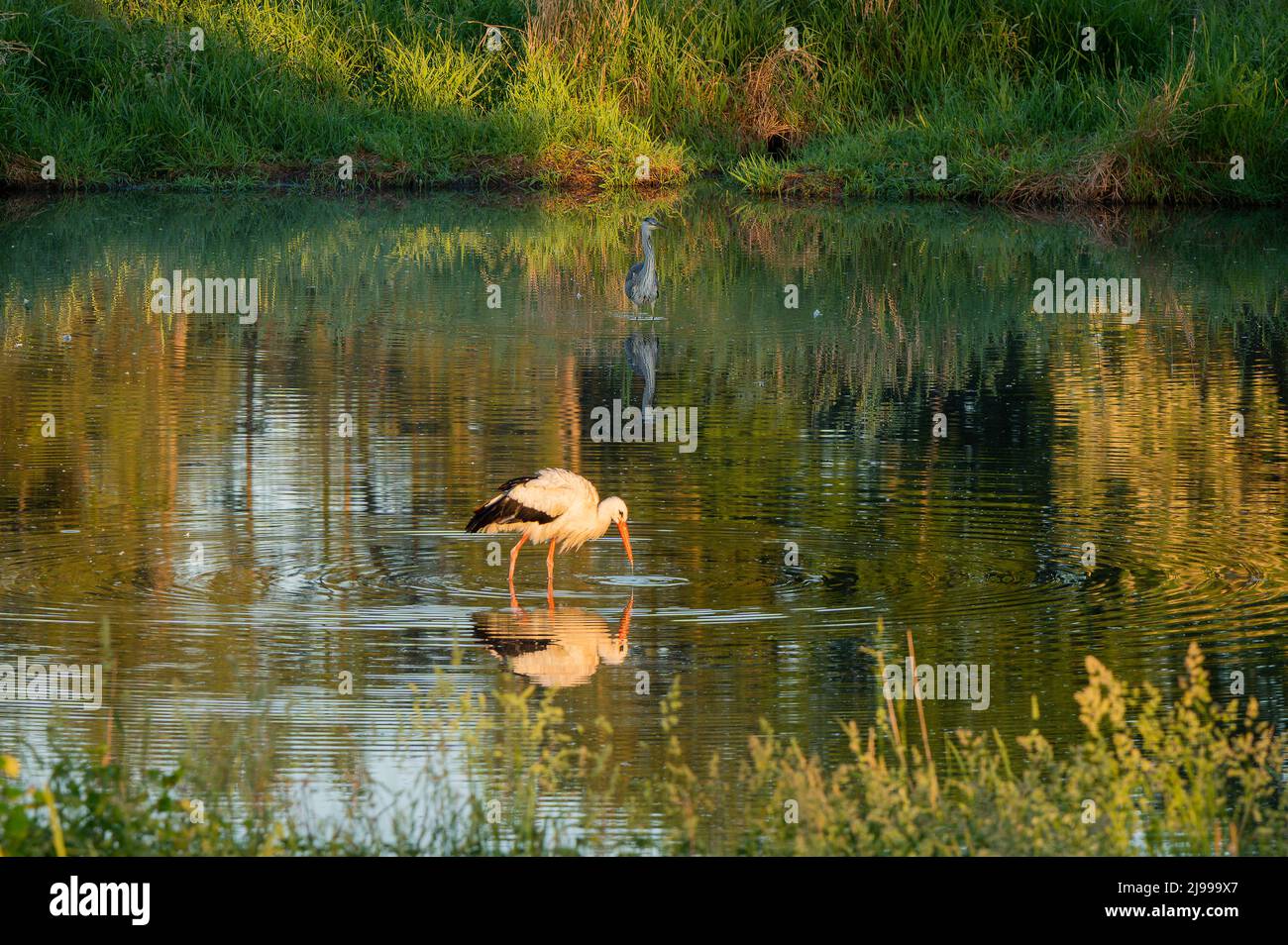 Storch am Wasser Stock Photo - Alamy