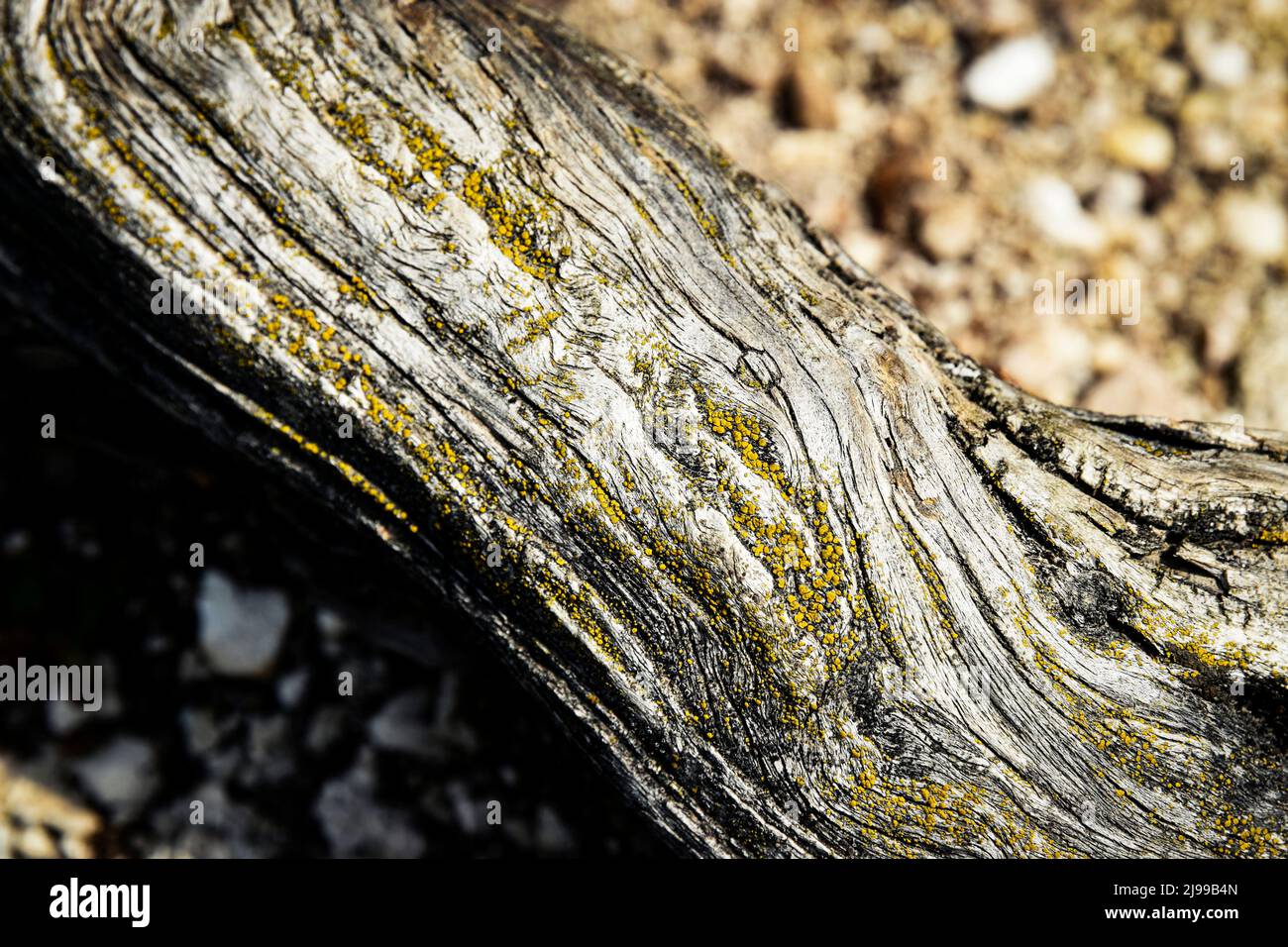 Abstract nature detail hi-res stock photography and images - Alamy