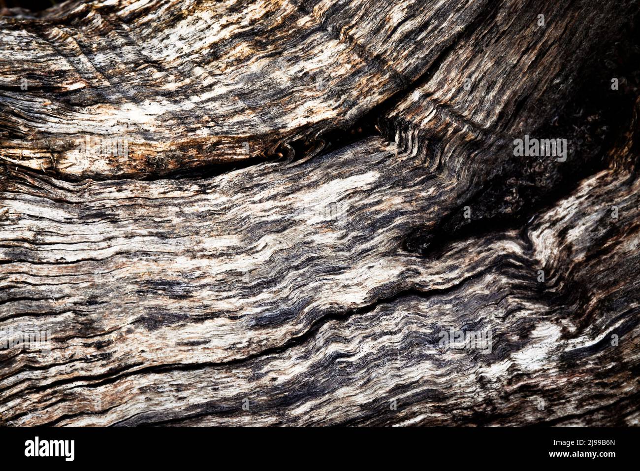 abstract background Detail of old wood without bark Stock Photo - Alamy