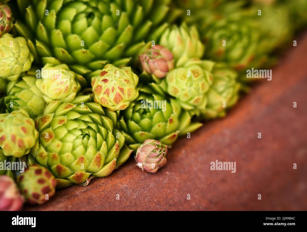 Nature Background detail of rocky roses in a flower pot with terracotta ...