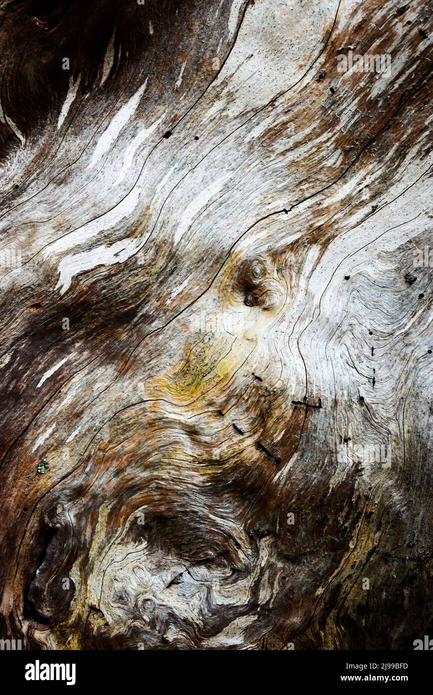 abstract background or texture Detail of the old wood with rot Stock ...