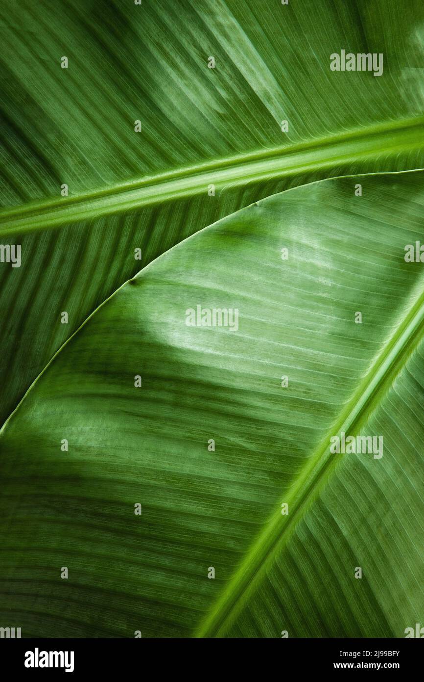 Abstract banana leaf stem detail hi-res stock photography and images ...