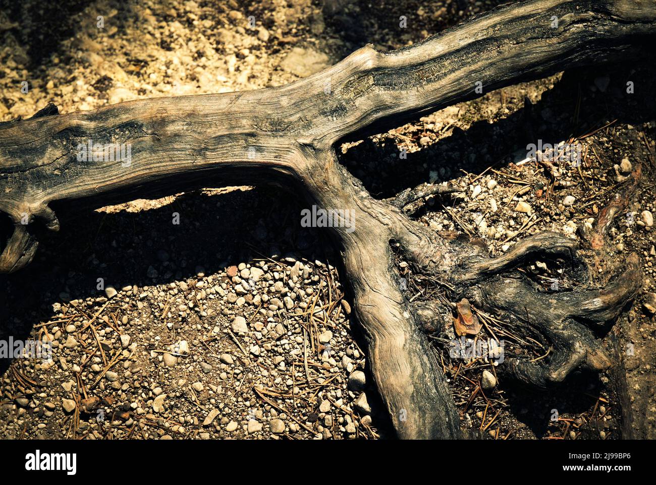 abstract nature background detail on pine roots Stock Photo - Alamy