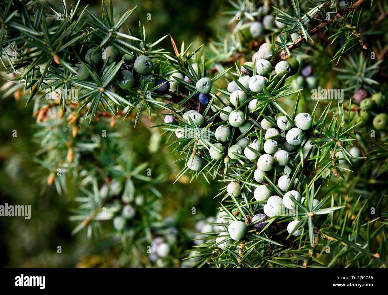 nature background detail the fruits of juniper twigs Stock Photo - Alamy
