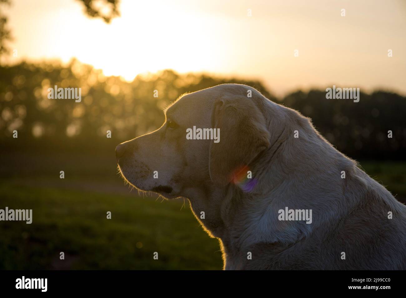Labrador dog on a sunset background Stock Photo - Alamy