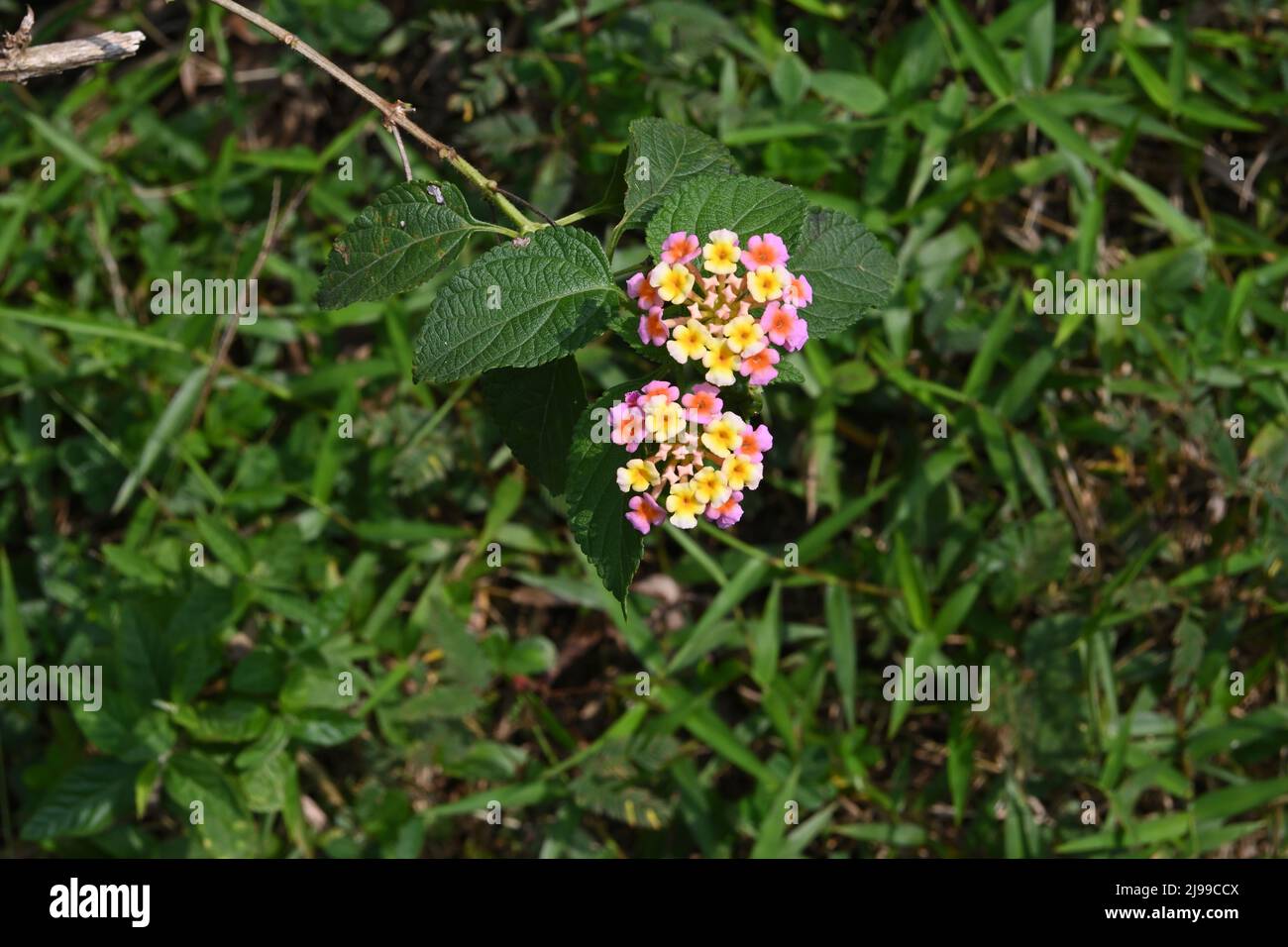Two pink and yellow colored common Lantana (Lantana Camara) flower ...