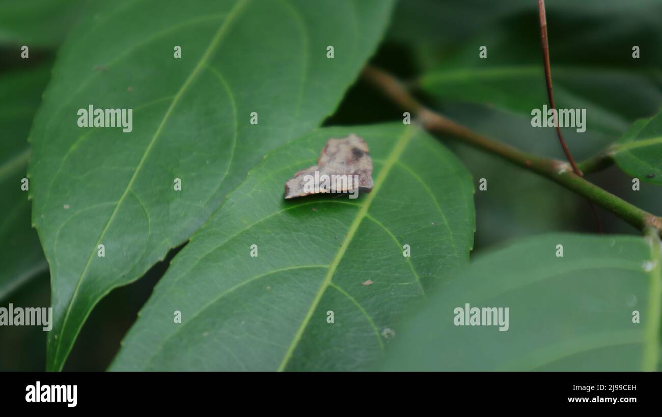 Side view of a brown color weird moth on top of a leaf at forest Stock ...