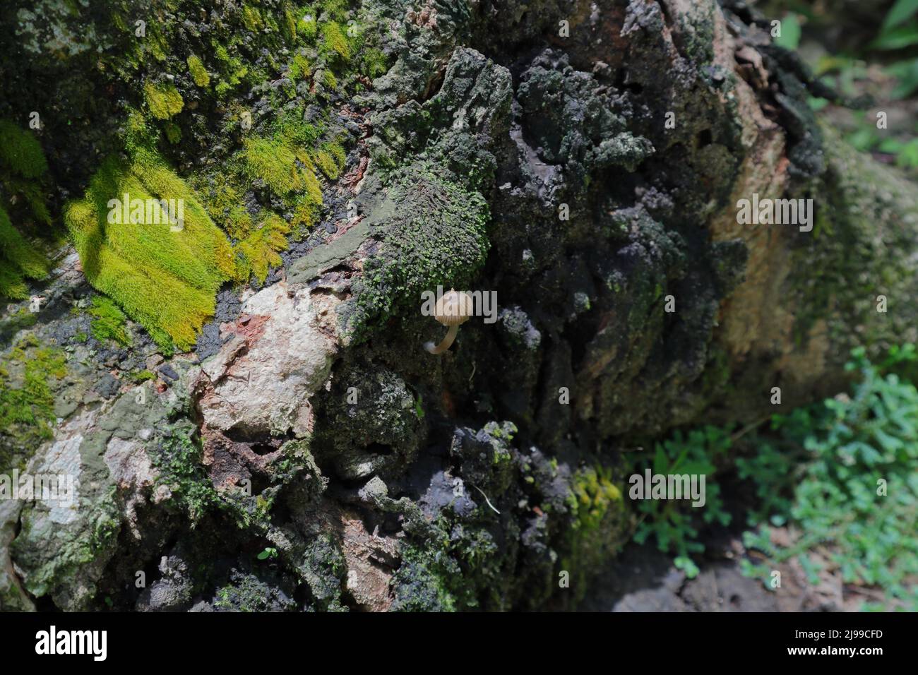 Rotten rubber hi-res stock photography and images - Alamy