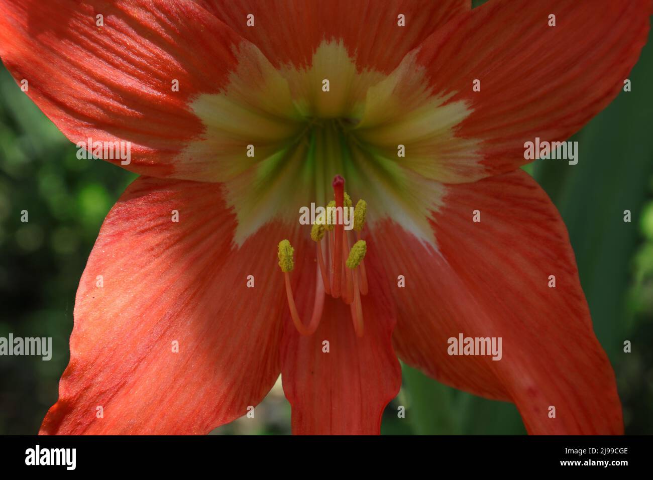 Extreme close up of an orange color Hippeastrum puniceum flower in the ...