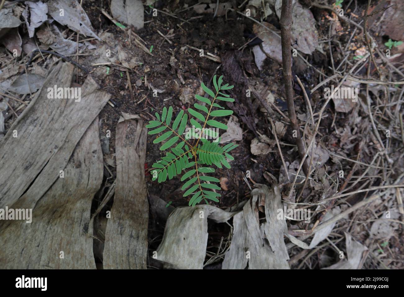 High angle view of a planted small Vegetable Hummingbird plant on the ...