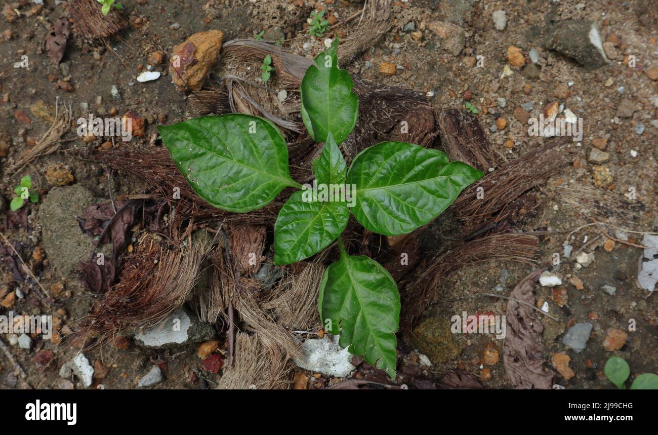 Overhead view of a growing small chilli plant Stock Photo - Alamy