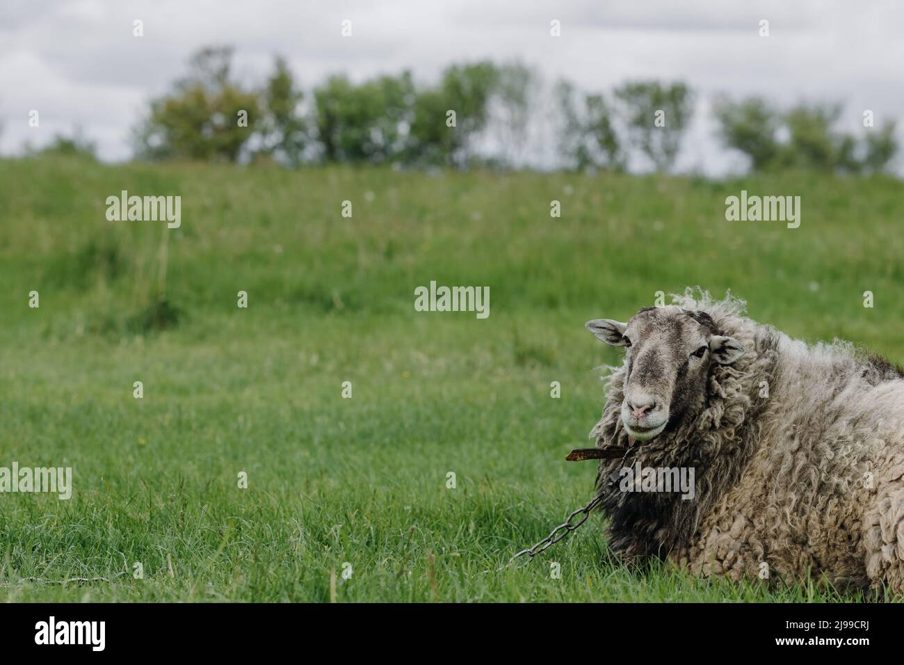 Baby sheep near fence hi-res stock photography and images - Alamy
