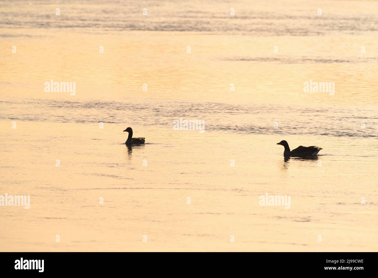 Geese couple swimming in the river Stock Photo - Alamy