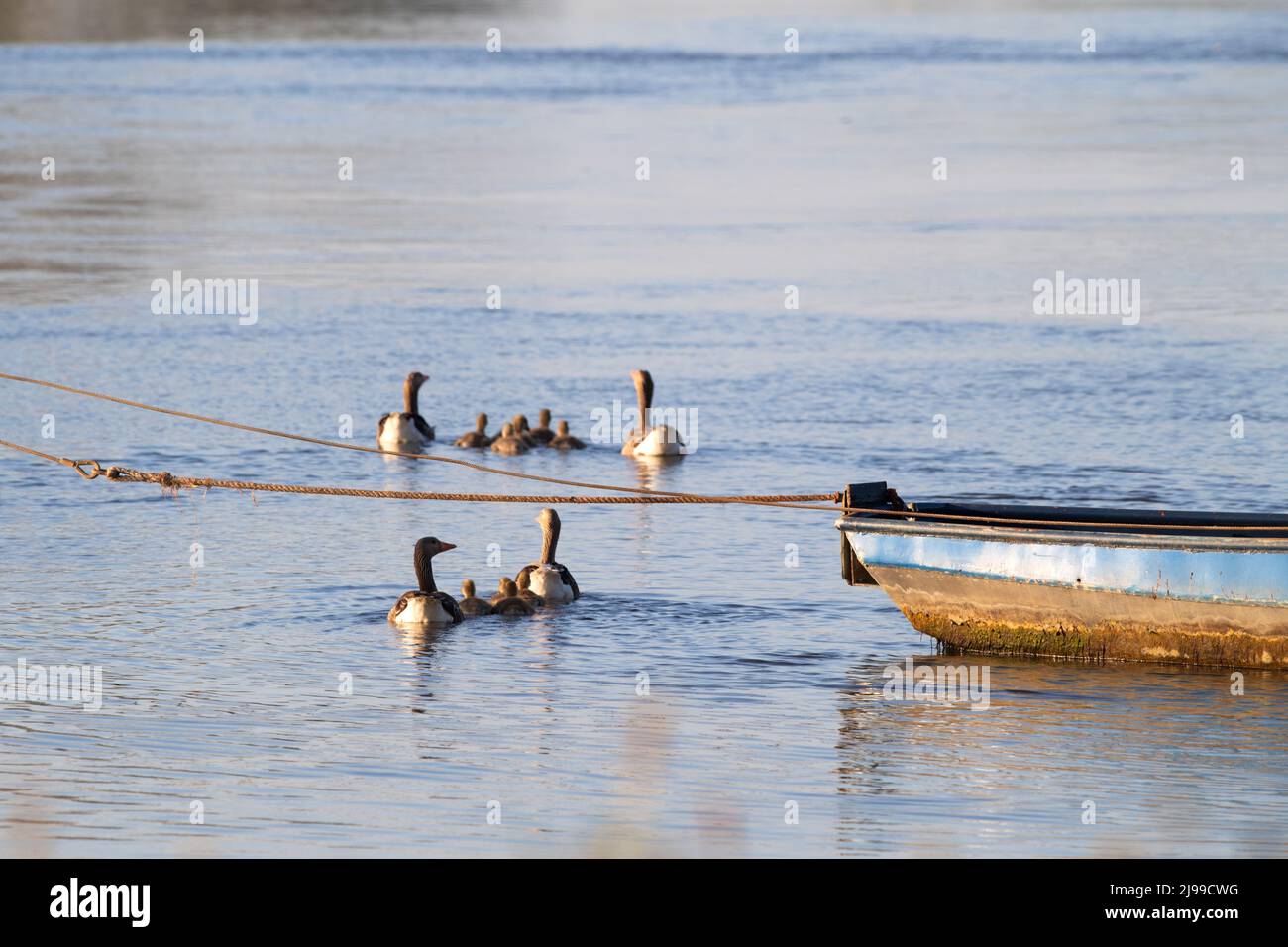 Geese swimming in river with boat Stock Photo - Alamy