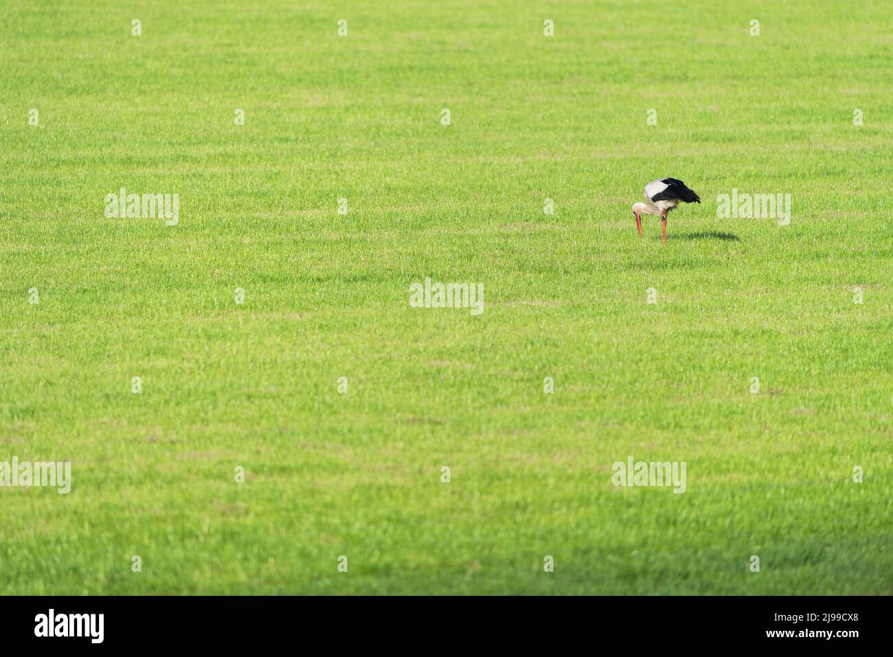 Stork bird birds netherlands holland hi-res stock photography and ...