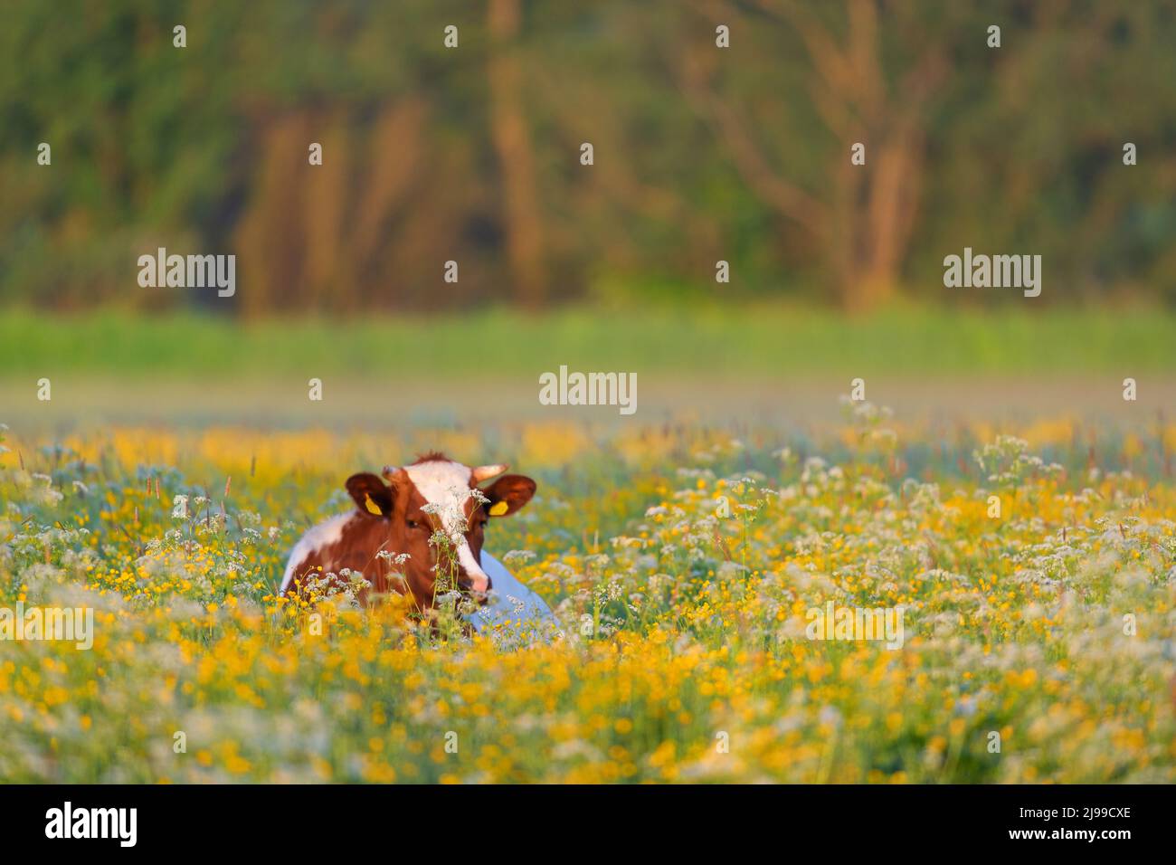 Cow laying in the flowers during sunrise Stock Photo - Alamy