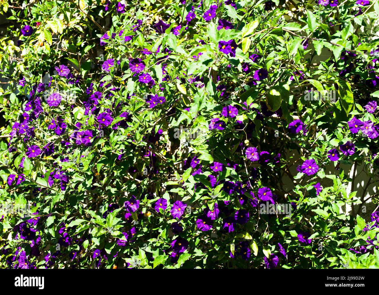 Solanum rantonnetii, blue potato bush in bloom Stock Photo - Alamy