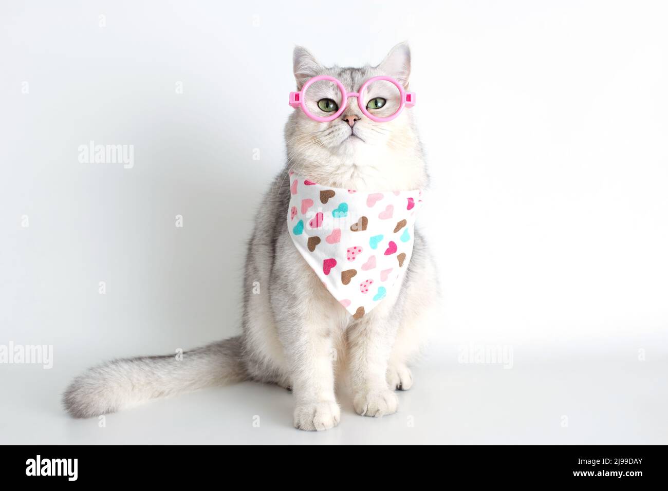 Funny white cat sits on a white background, with a triangular ...