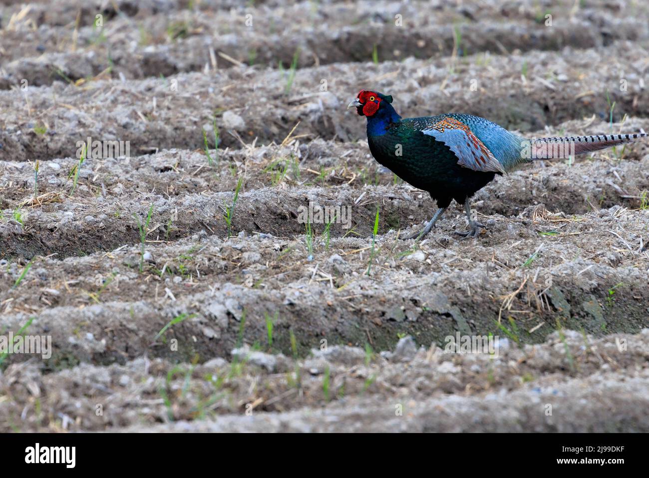 Colorful Japanese pheasant walks along dry rows in unplanted field ...