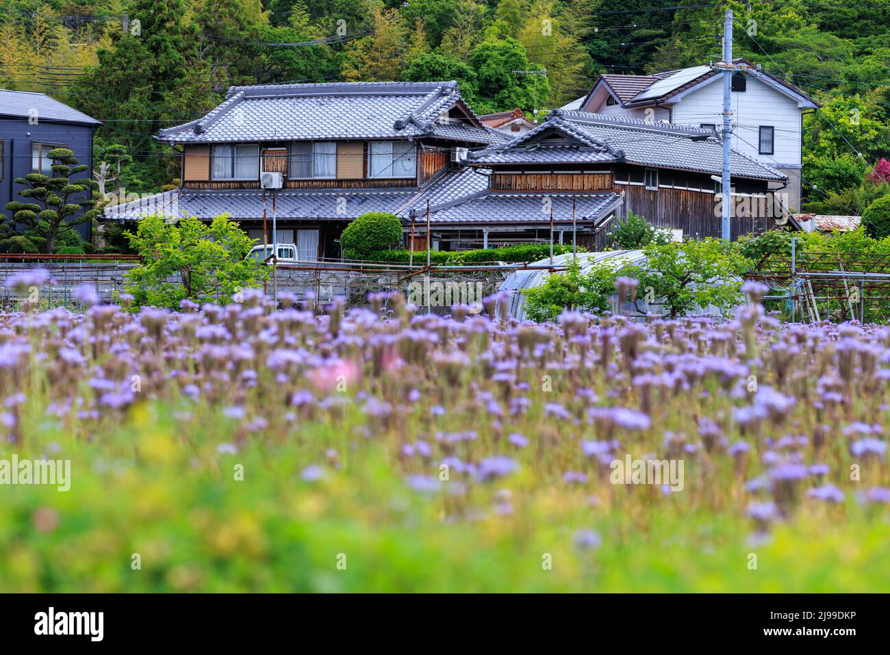 Traditional Japanese wooden house in countryside behind field of purple ...
