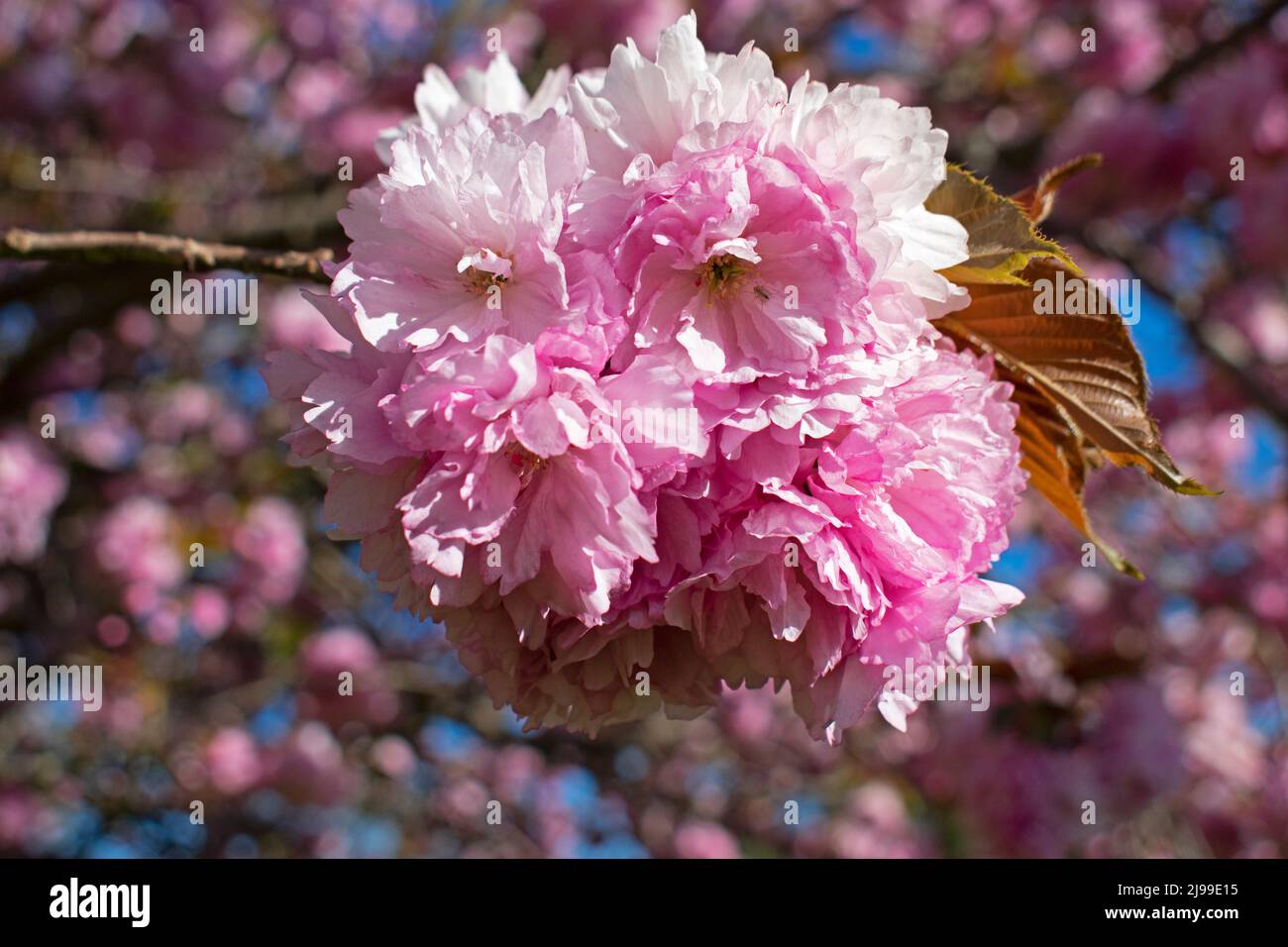 Pink, double cherry blossoms, also known as sakura, with intentional ...