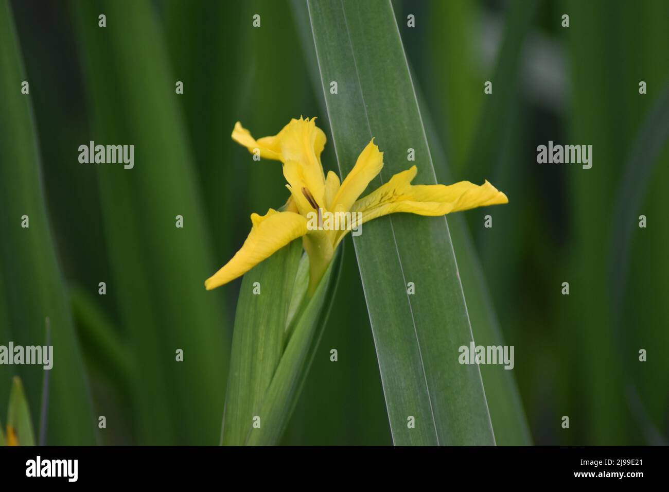 Yellow reed flower hi-res stock photography and images - Alamy