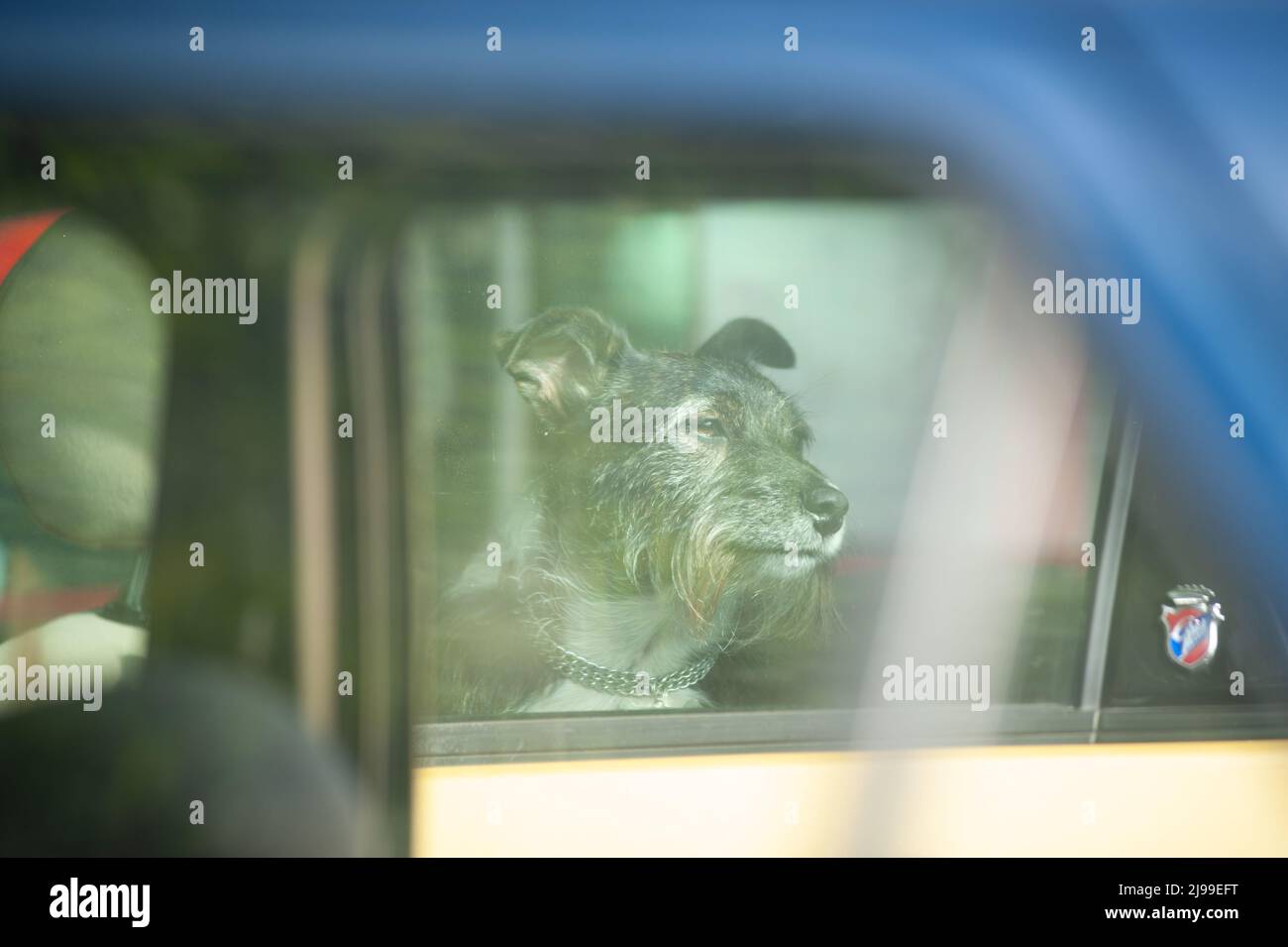 Old dog left in car Stock Photo - Alamy