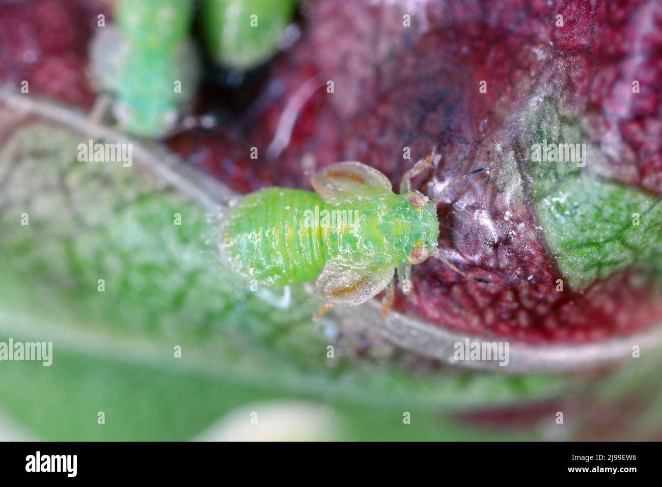 Photomicrograph of an apple sucker (Cacopsylla mali) nymph pest on an ...