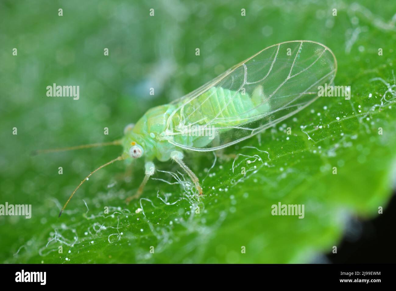 Psylla mali hi-res stock photography and images - Alamy