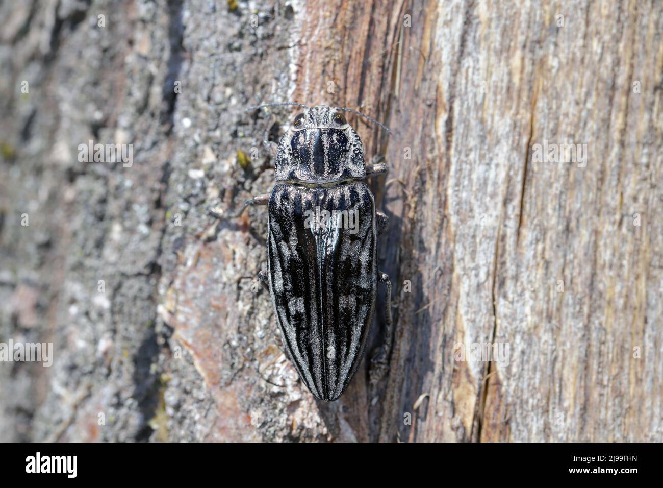 Flatheaded pine borer, a common European Jewel beetle (Chalcophora ...
