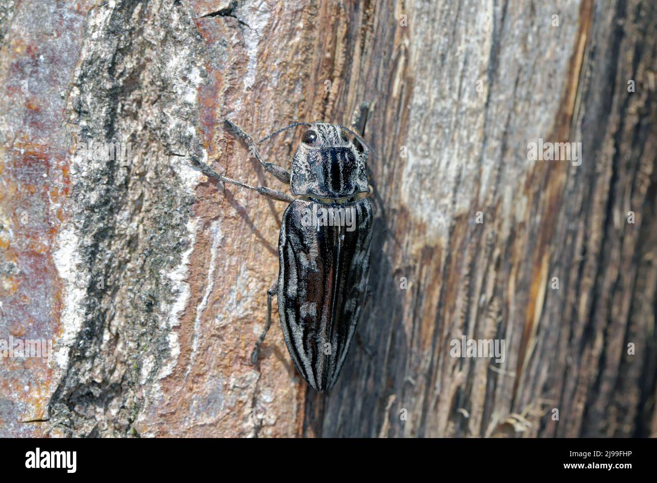 Flatheaded pine borer, a common European Jewel beetle (Chalcophora ...
