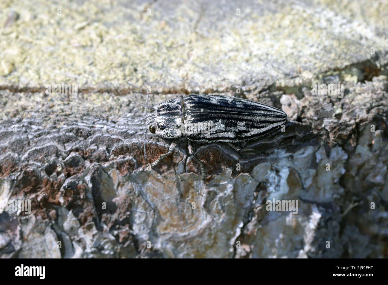 Flatheaded pine borer, a common European Jewel beetle (Chalcophora ...