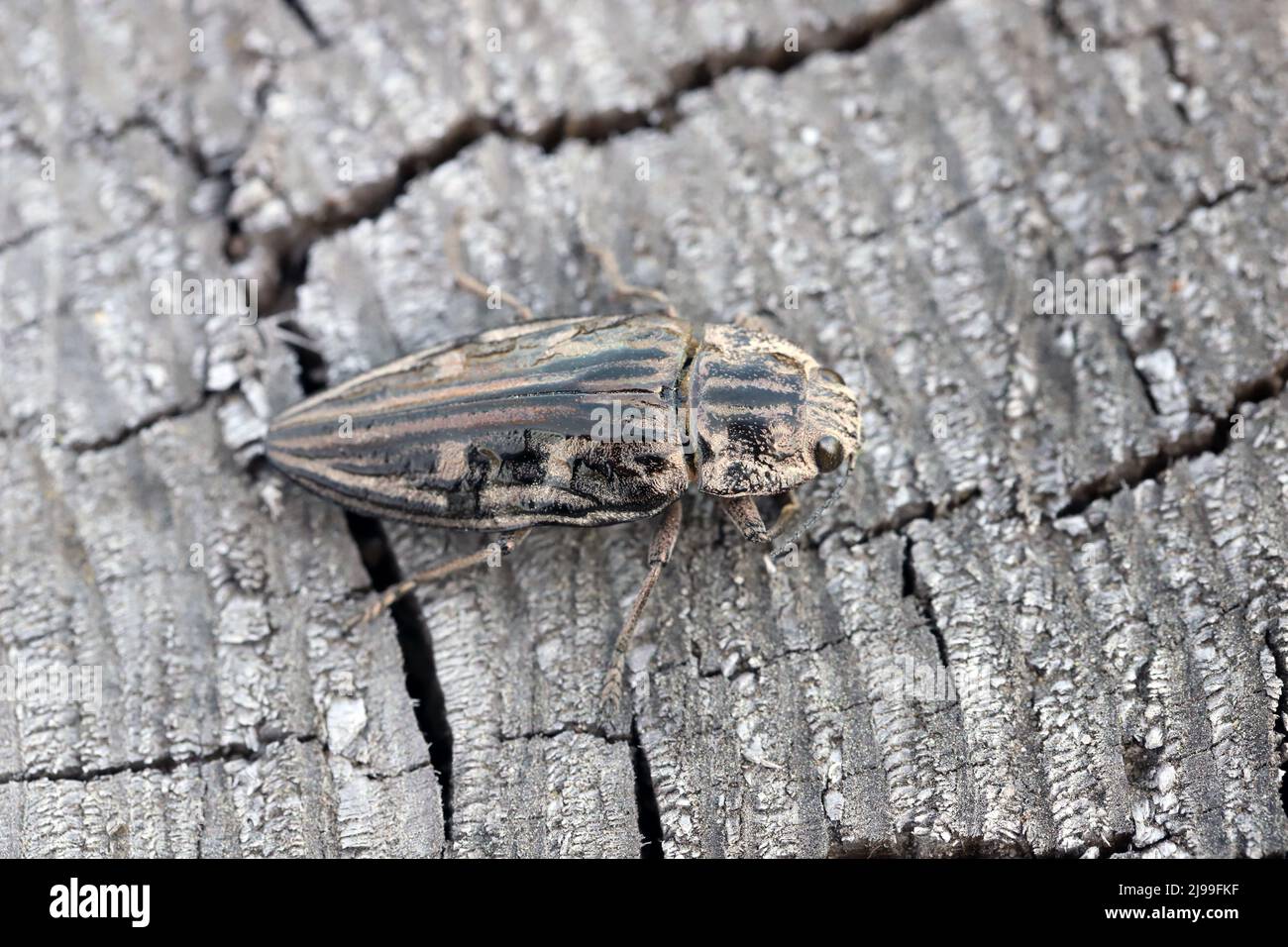 Flatheaded pine borer, a common European Jewel beetle (Chalcophora ...