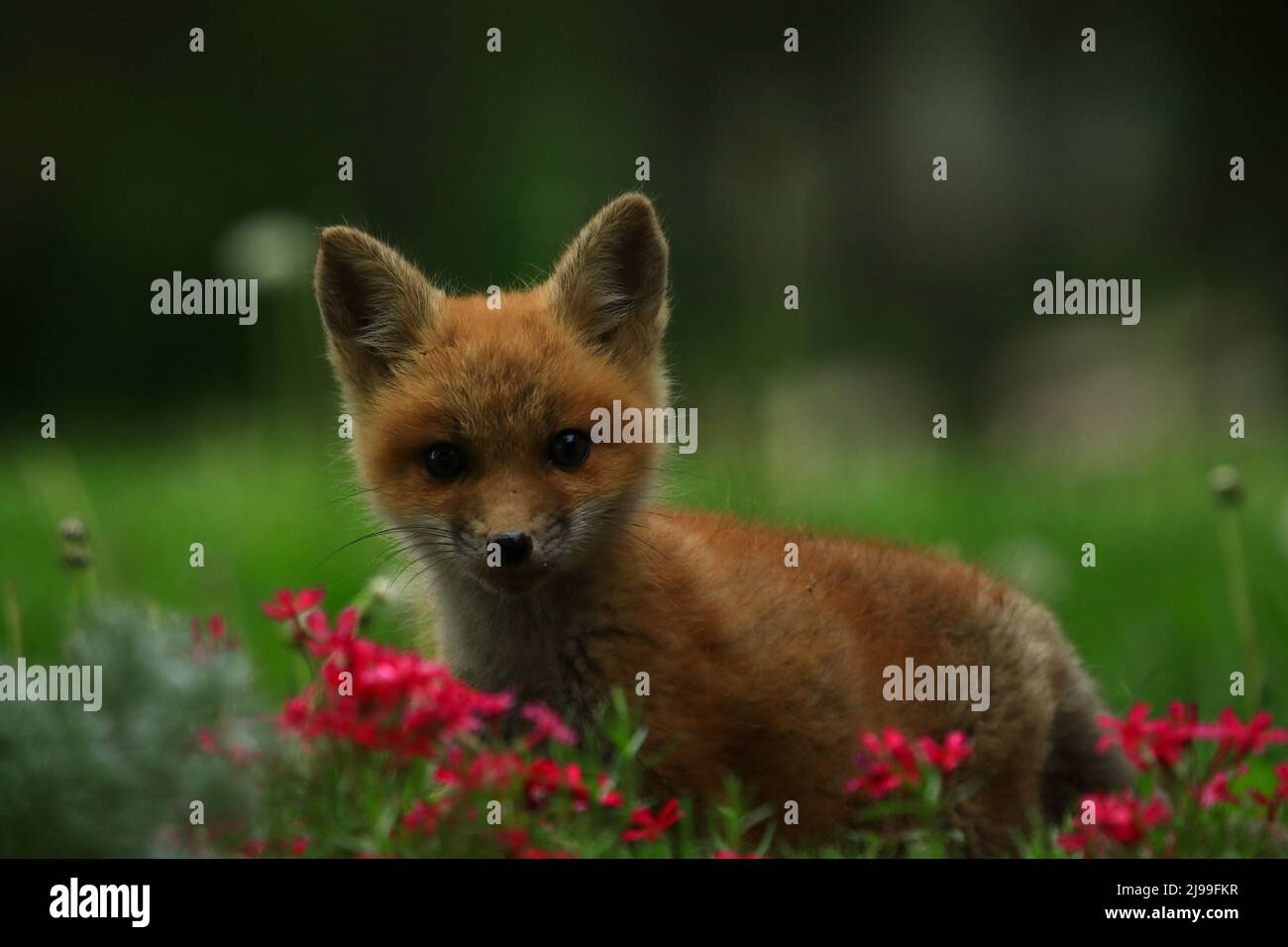 Creeping flocks hi-res stock photography and images - Alamy