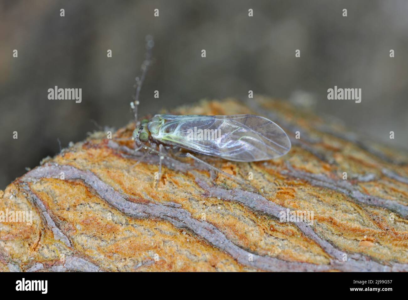 Common Barklice Insect of the Family Psocidae Stock Photo - Alamy