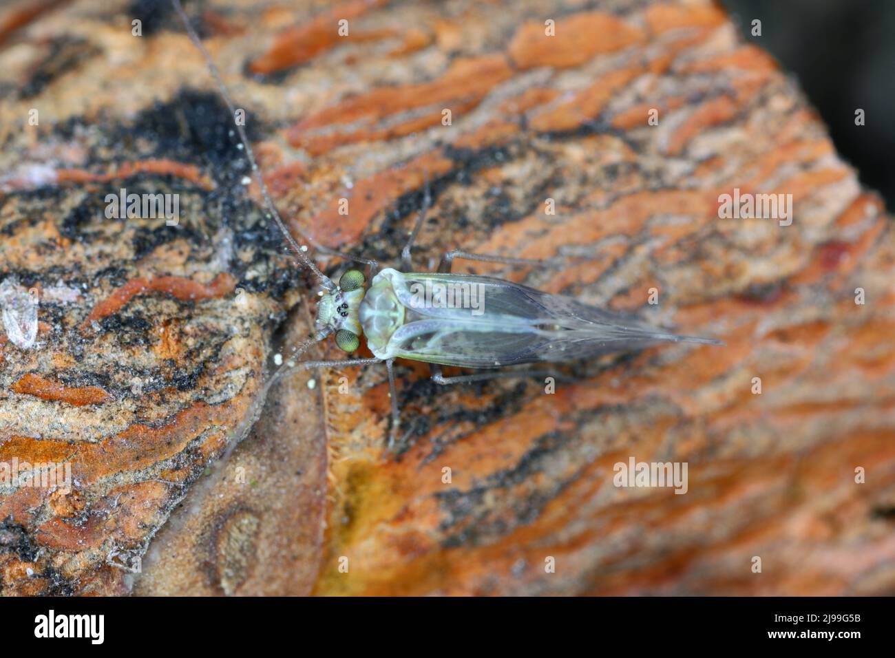 Common Barklice Insect of the Family Psocidae Stock Photo - Alamy
