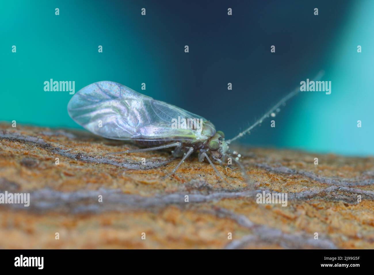 Common Barklice Insect of the Family Psocidae Stock Photo - Alamy
