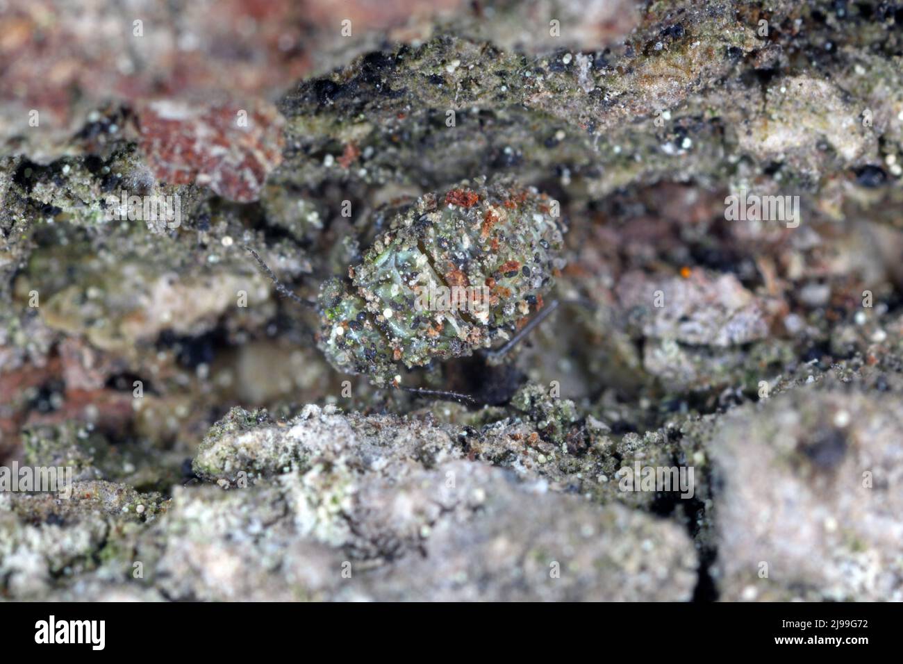 Common Barklice Insect of the Family Psocidae Stock Photo - Alamy