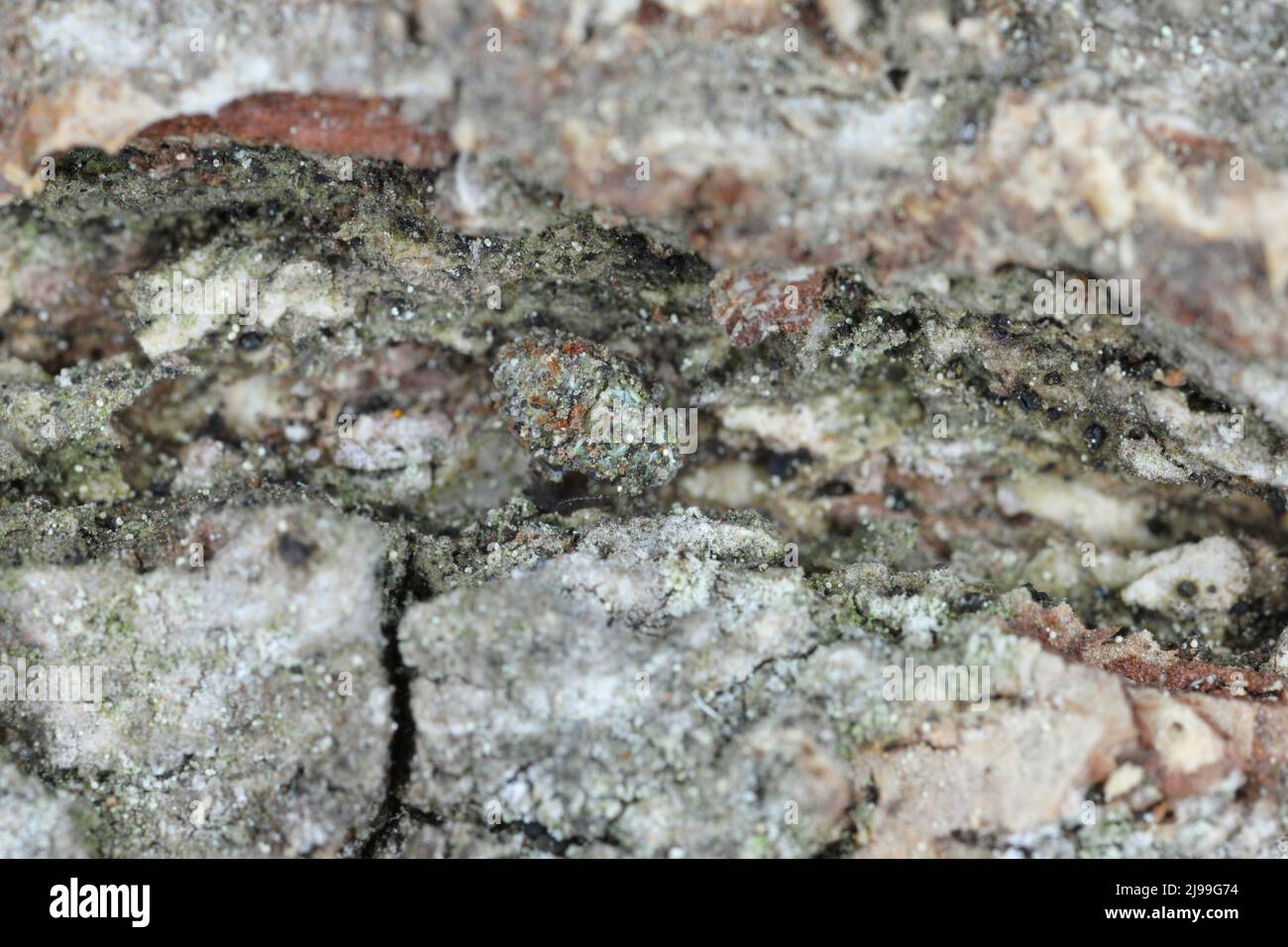 Common Barklice Insect of the Family Psocidae Stock Photo - Alamy