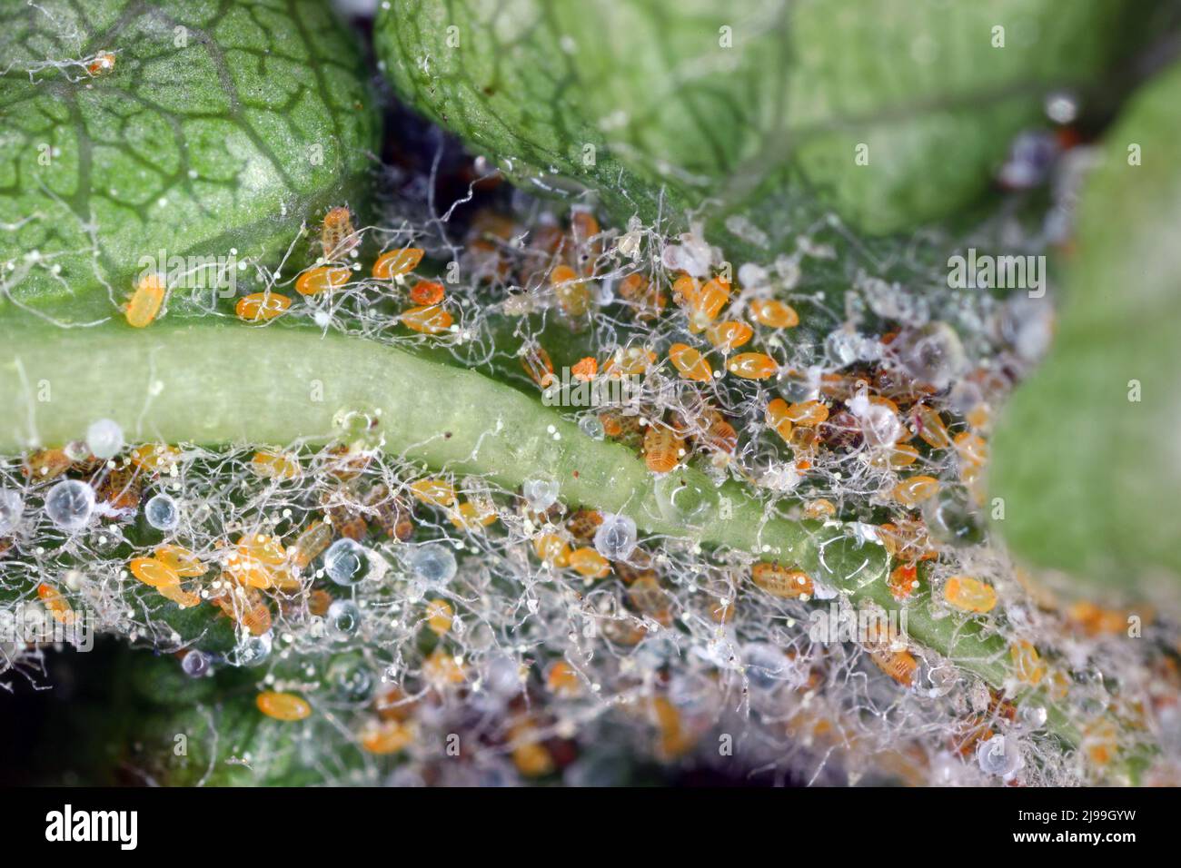Cacopsylla pyri (pear psylla, European pear sucker) eggs and young ...
