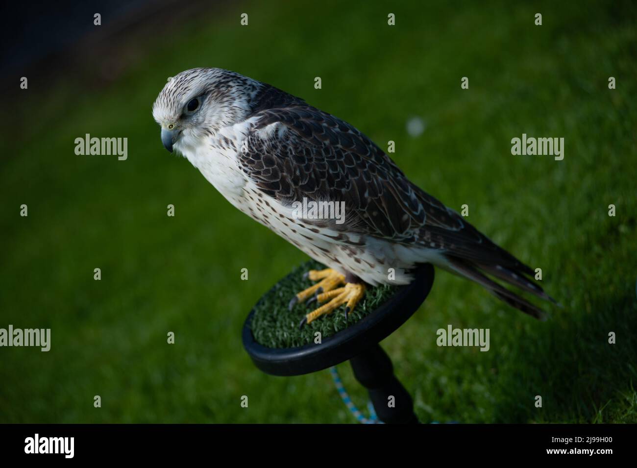 Perigrine falcon hi-res stock photography and images - Alamy